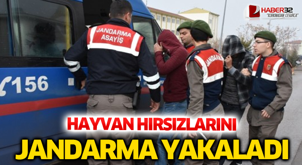 Hayvan hırsızları tutuklandı Hayvan hırsızları tutuklandı