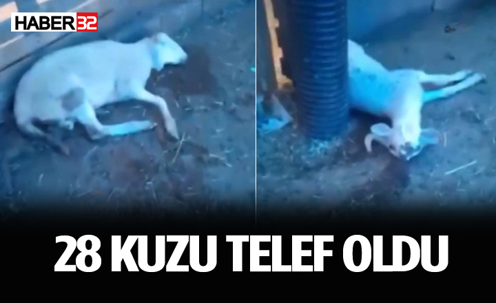 Kuzularının zehirlendiğini iddia etti