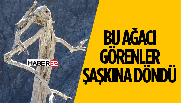 Çığlık Atan Ağaç Görenleri Şaşkına Çevirdi