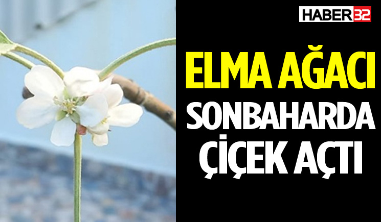 Elma Ağacı Mevsimleri Şaşırdı
