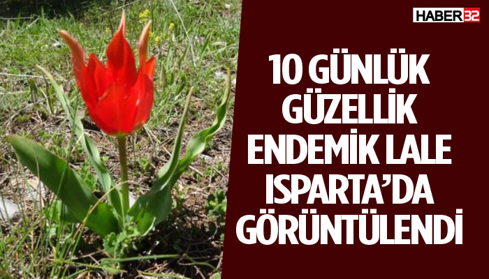 Isparta’da Dağ Lalesi Görüntülendi